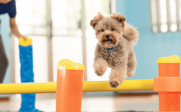 Fun and Social: Join a Small Dog Play Group Near You - Powerbarclub.com